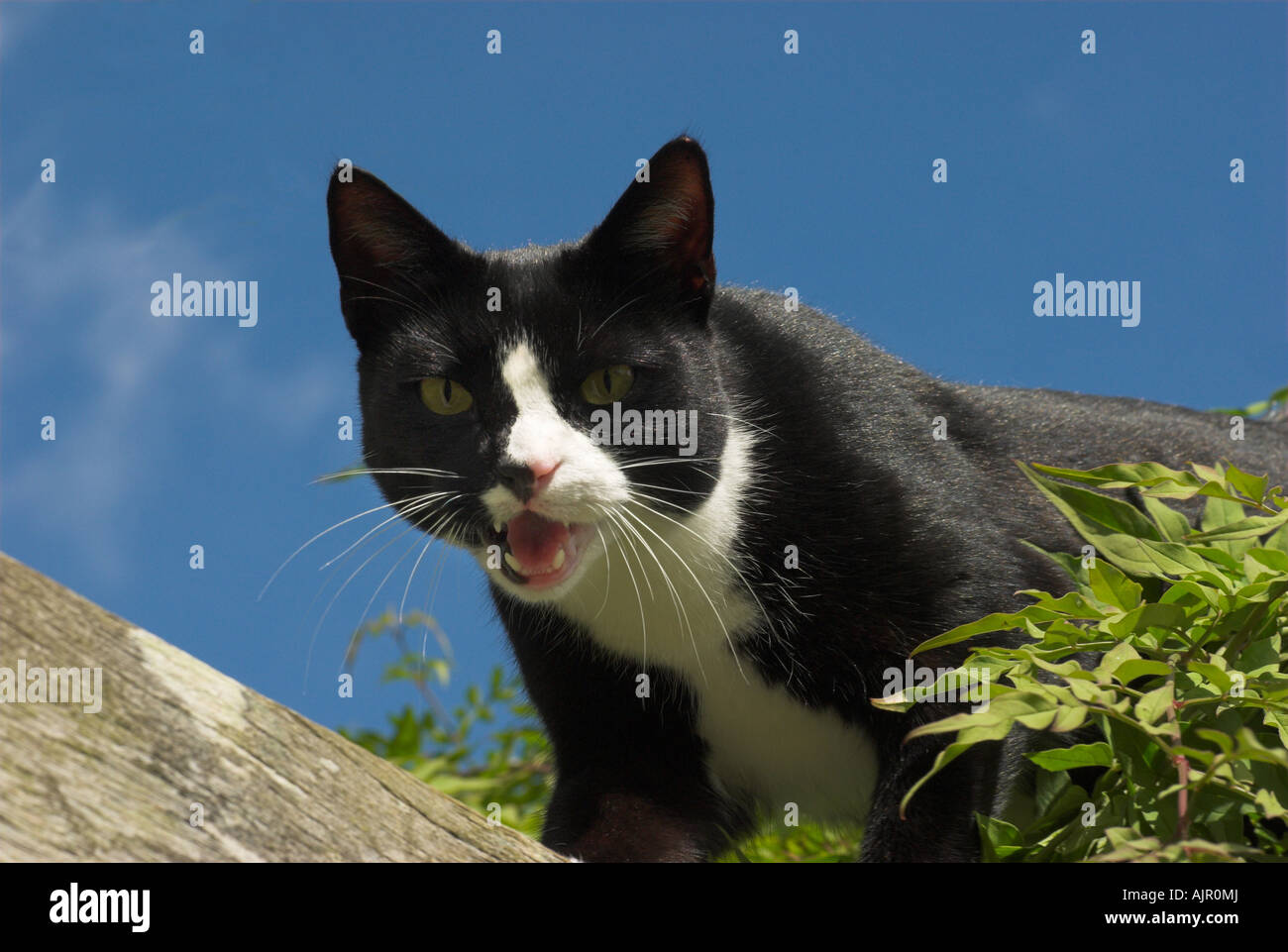 A young black and white cat meowing Stock Photo - Alamy