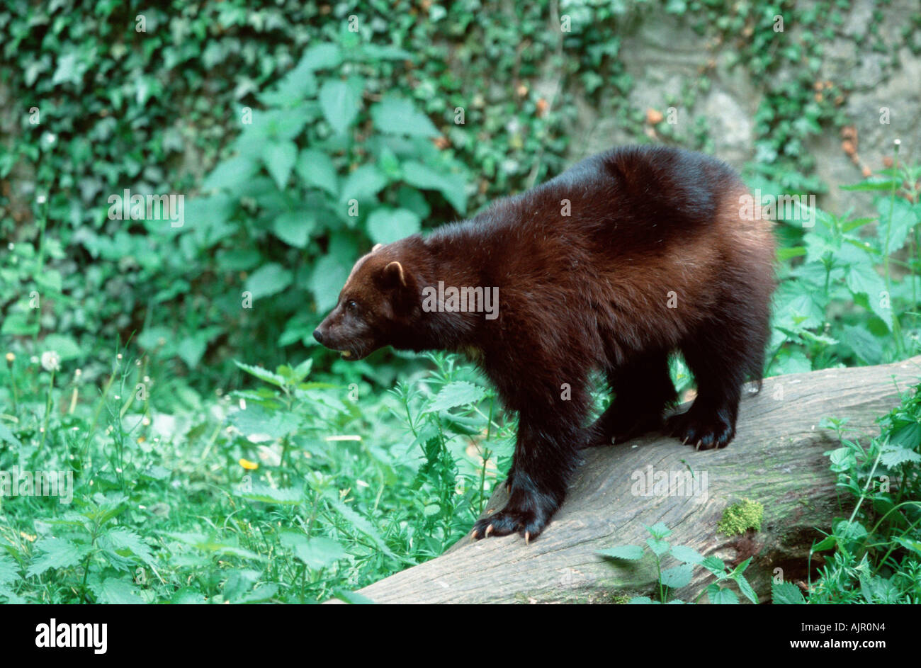 Wolverine animal with prey hi-res stock photography and images - Alamy