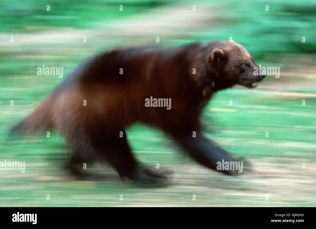 Wolverine animal with prey hi-res stock photography and images - Alamy
