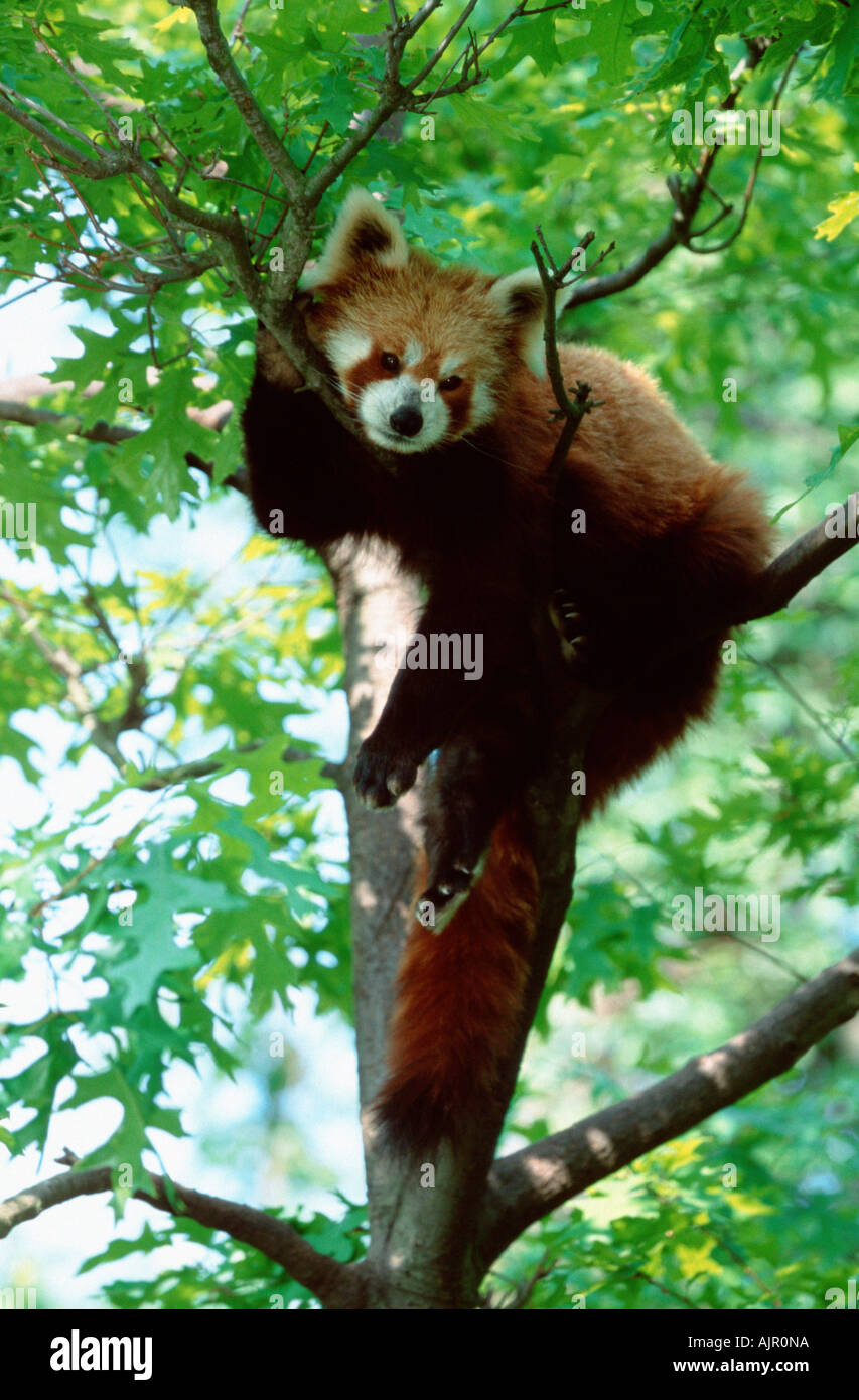 Red Panda Ailurus fulgens Stock Photo - Alamy