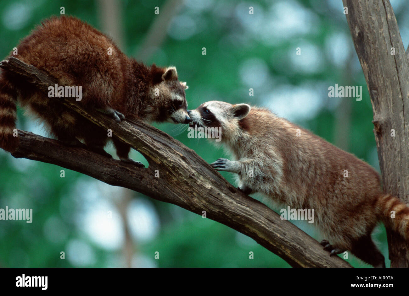 Raccoons Procyon lotor Stock Photo - Alamy