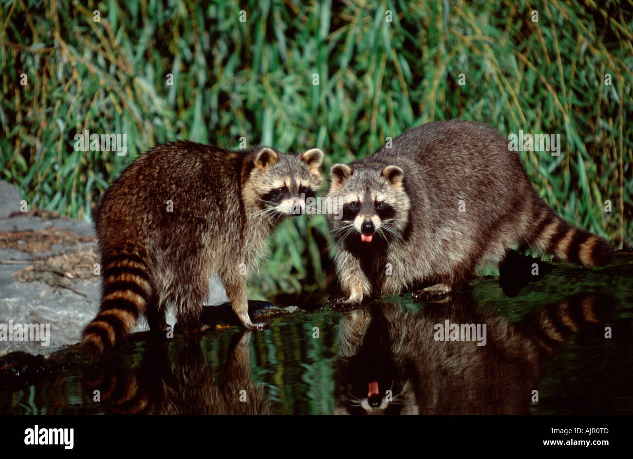 Pair of raccoons hi-res stock photography and images - Alamy