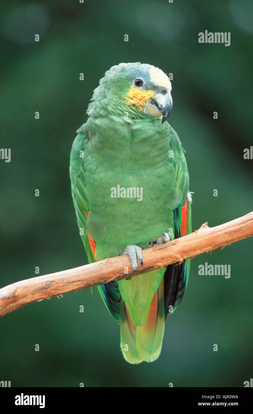 Amazona amazonica hi-res stock photography and images - Alamy