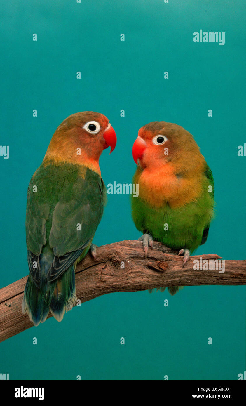 Fischer lovebird hi-res stock photography and images - Alamy