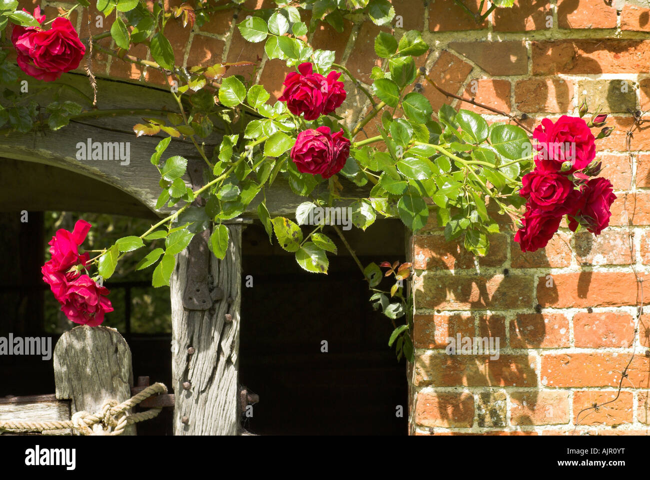 Rose english garden round hi-res stock photography and images - Alamy