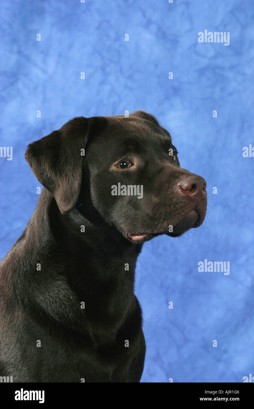Adult chocolate labrador retriever hi-res stock photography and images ...