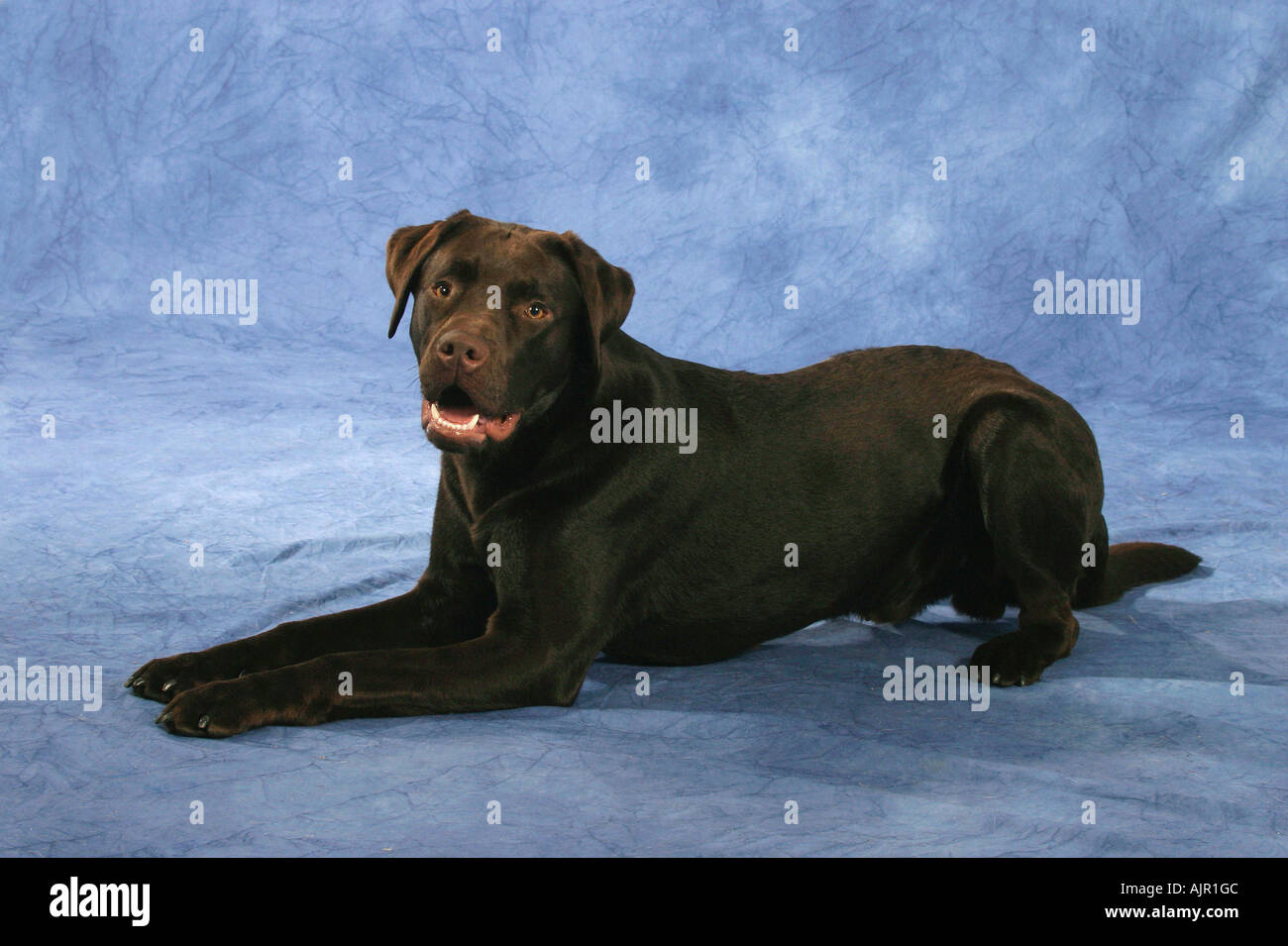 Adult chocolate labrador retriever hi-res stock photography and images ...