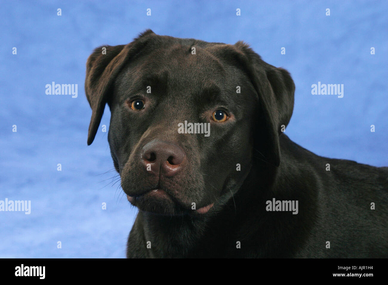 Adult chocolate labrador retriever hi-res stock photography and images ...