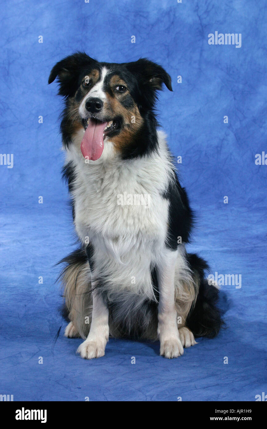 Border collie front hi-res stock photography and images - Alamy