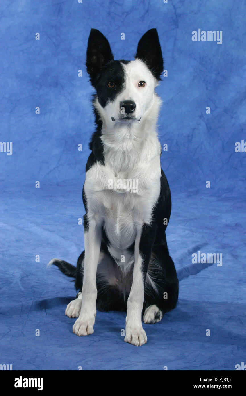 Black and white border collie dog Cut Out Stock Images & Pictures - Alamy