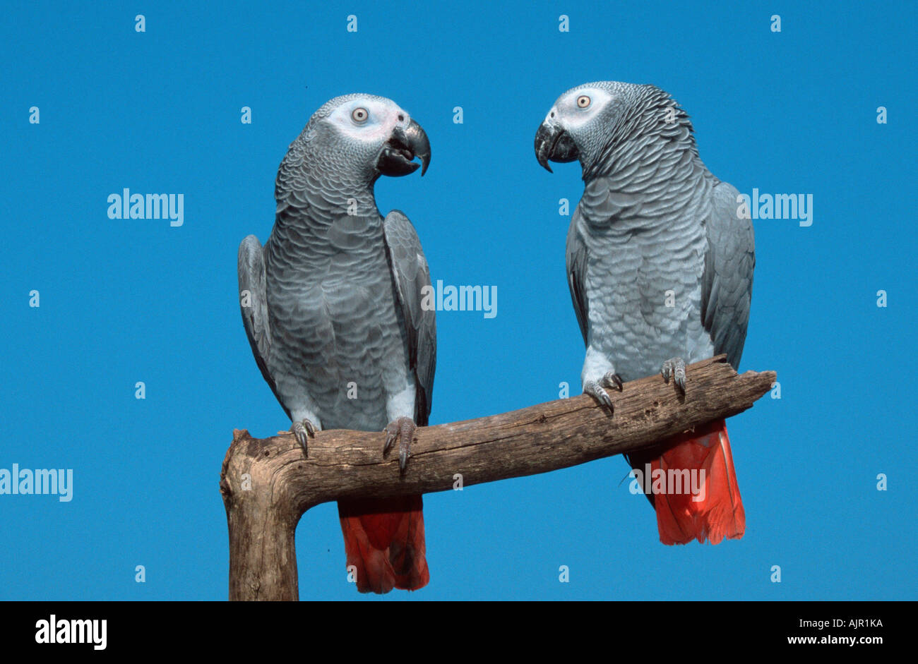 Parrots of africa hi-res stock photography and images - Alamy