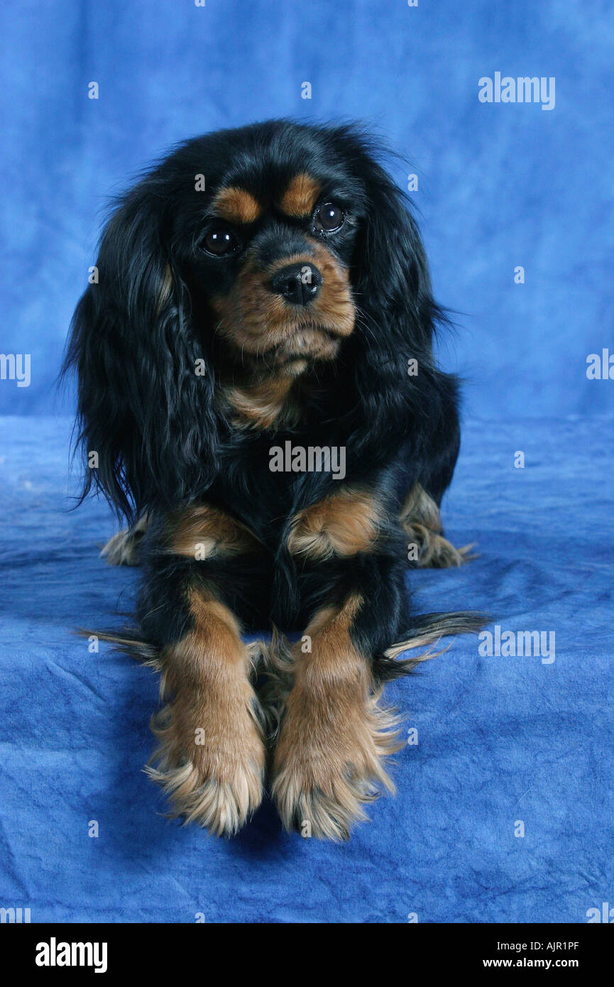 Lying black tan dog Cut Out Stock Images & Pictures - Alamy