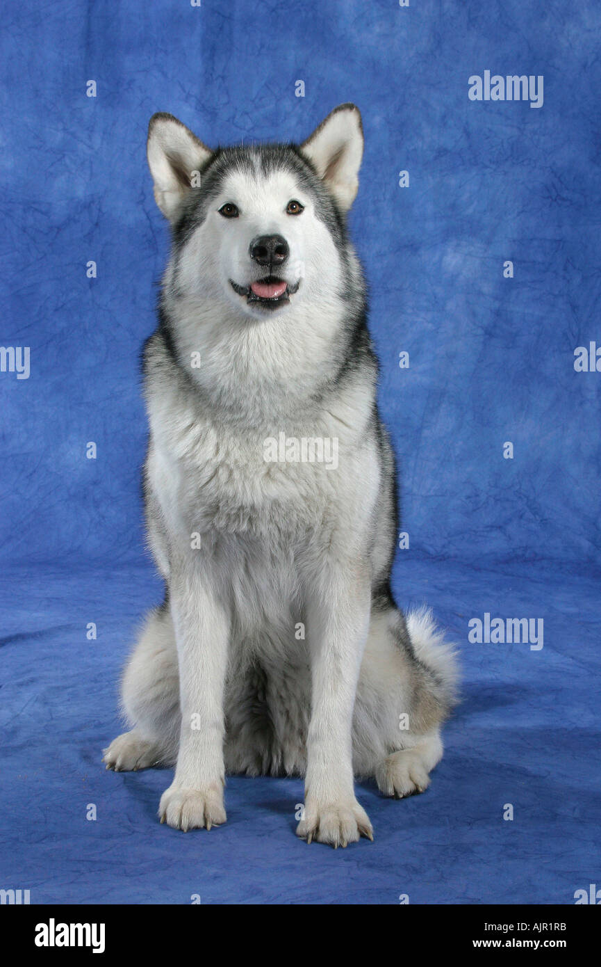 Alaskan front hi-res stock photography and images - Alamy