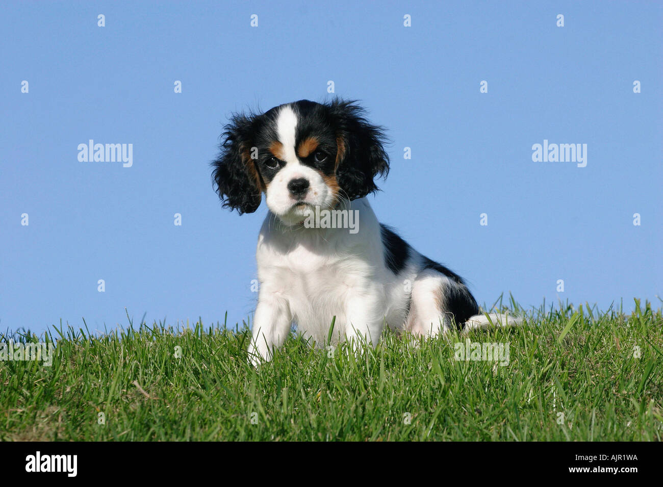 Cavalier King Charles Spaniel puppy 10 weeks tricolor Stock Photo - Alamy