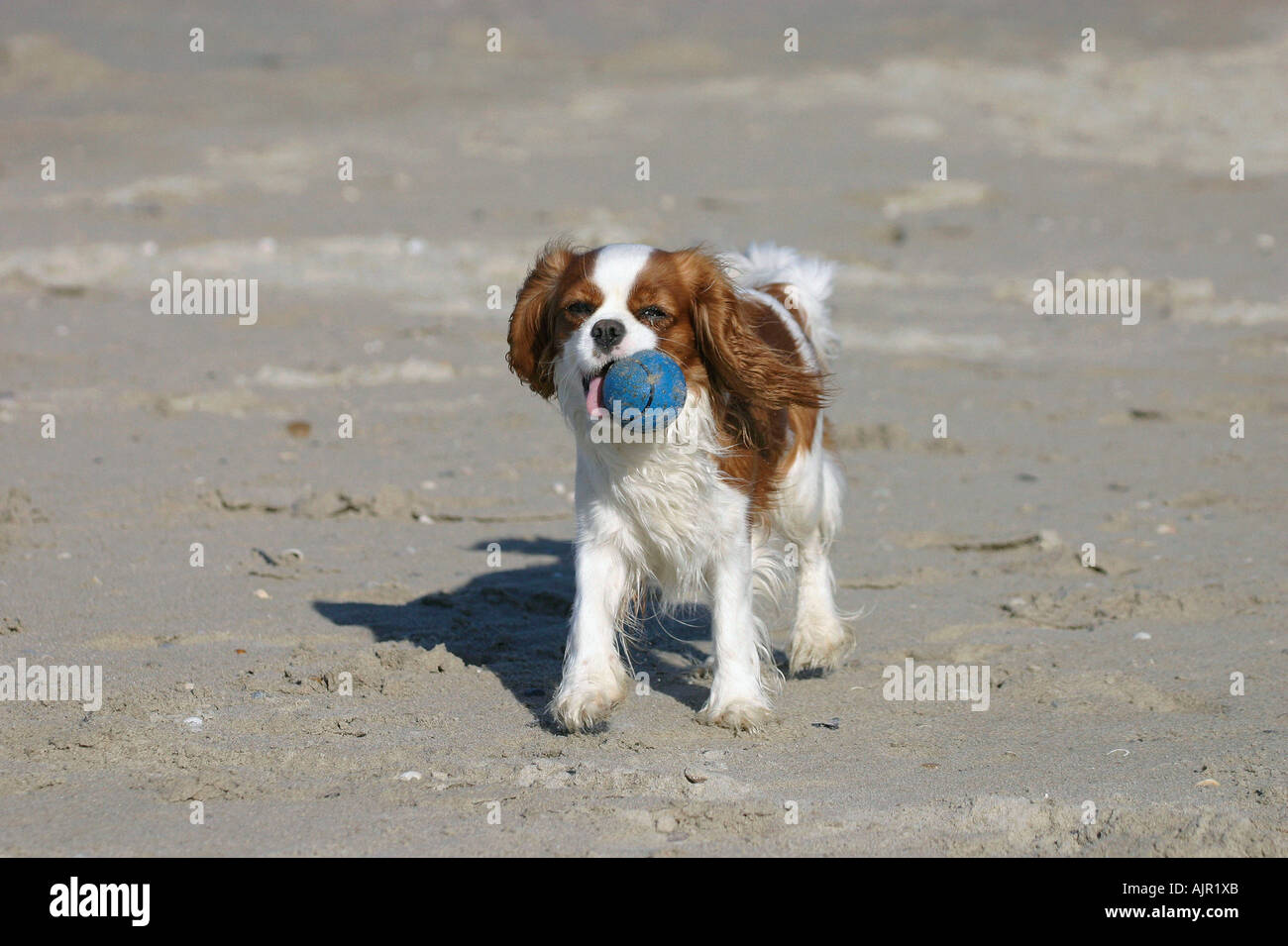 Cavalier King Charles Spaniel Blenheim Stock Photo - Alamy