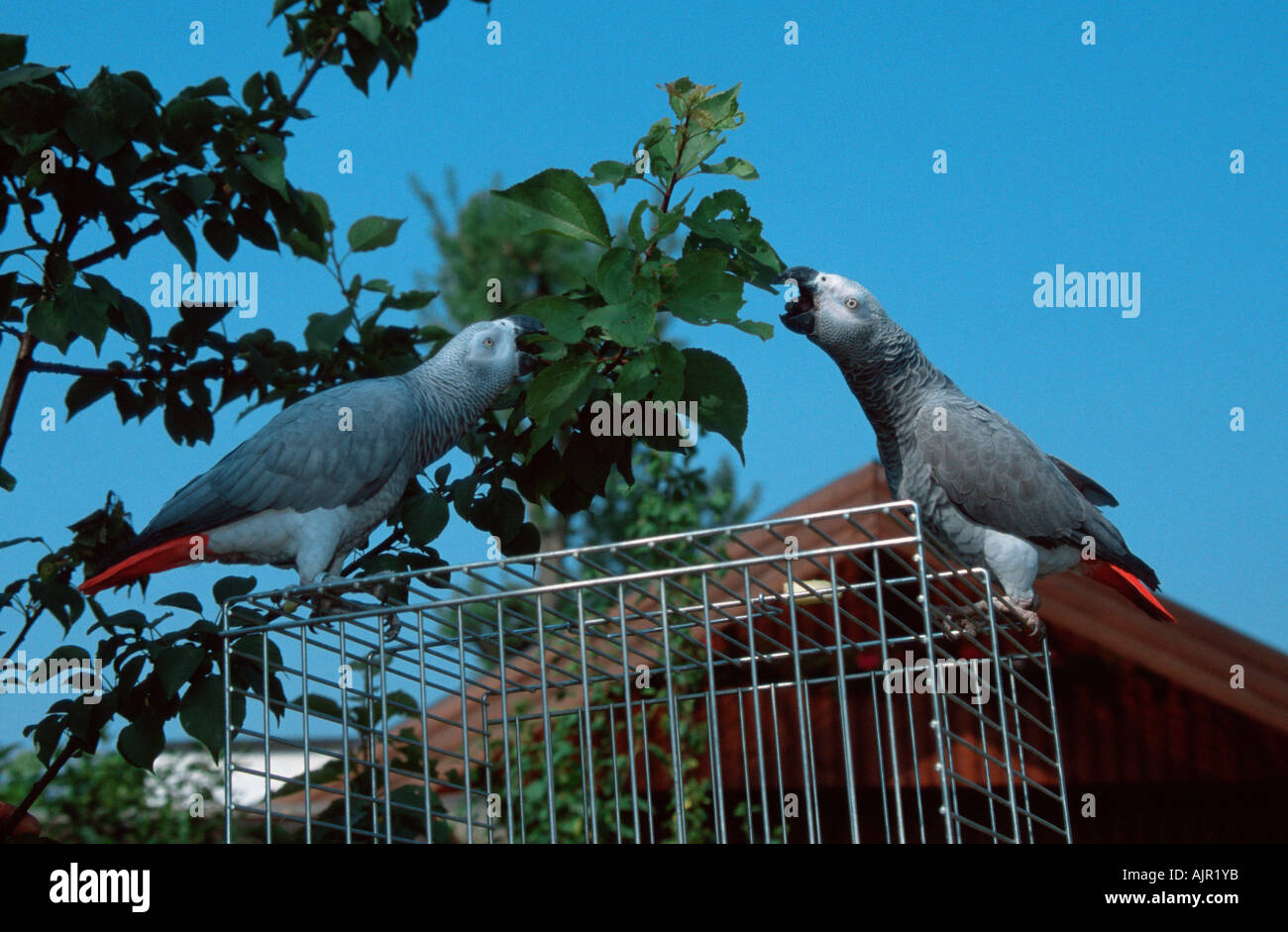 Two parrots sitting in cage hi-res stock photography and images - Alamy