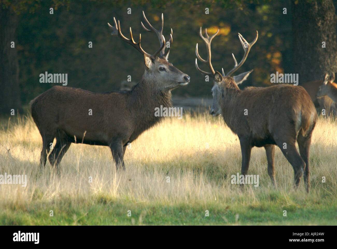Red stags fight hi-res stock photography and images - Alamy