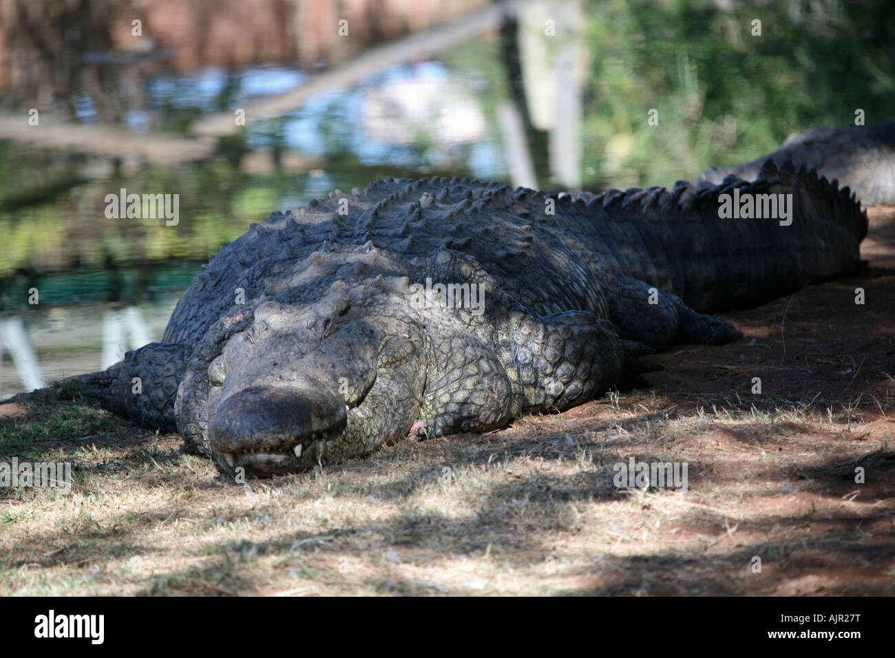 Crocodiles laying under trees by the water Stock Photo - Alamy