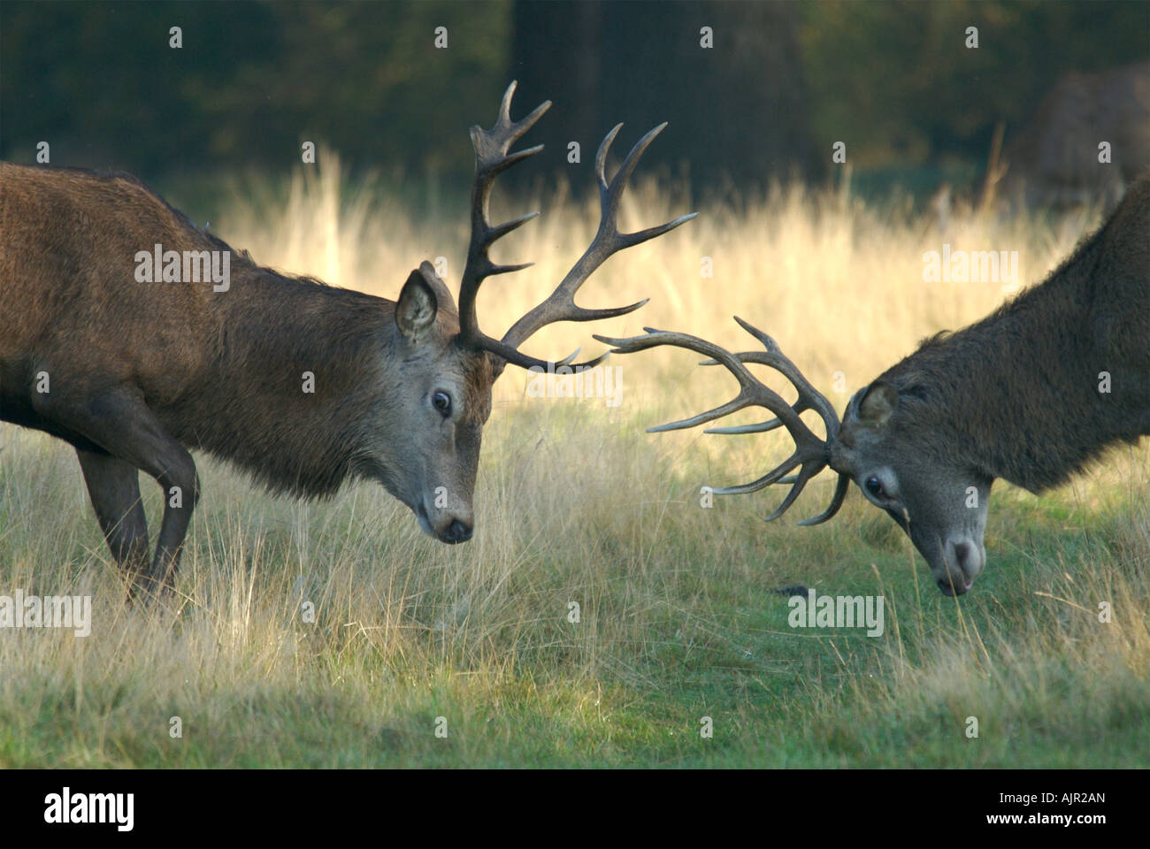 Stag rut fight hi-res stock photography and images - Alamy