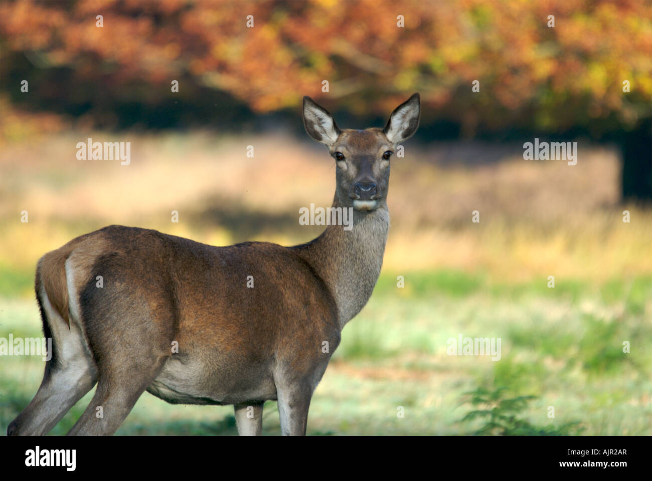 Doe standing in hi-res stock photography and images - Alamy