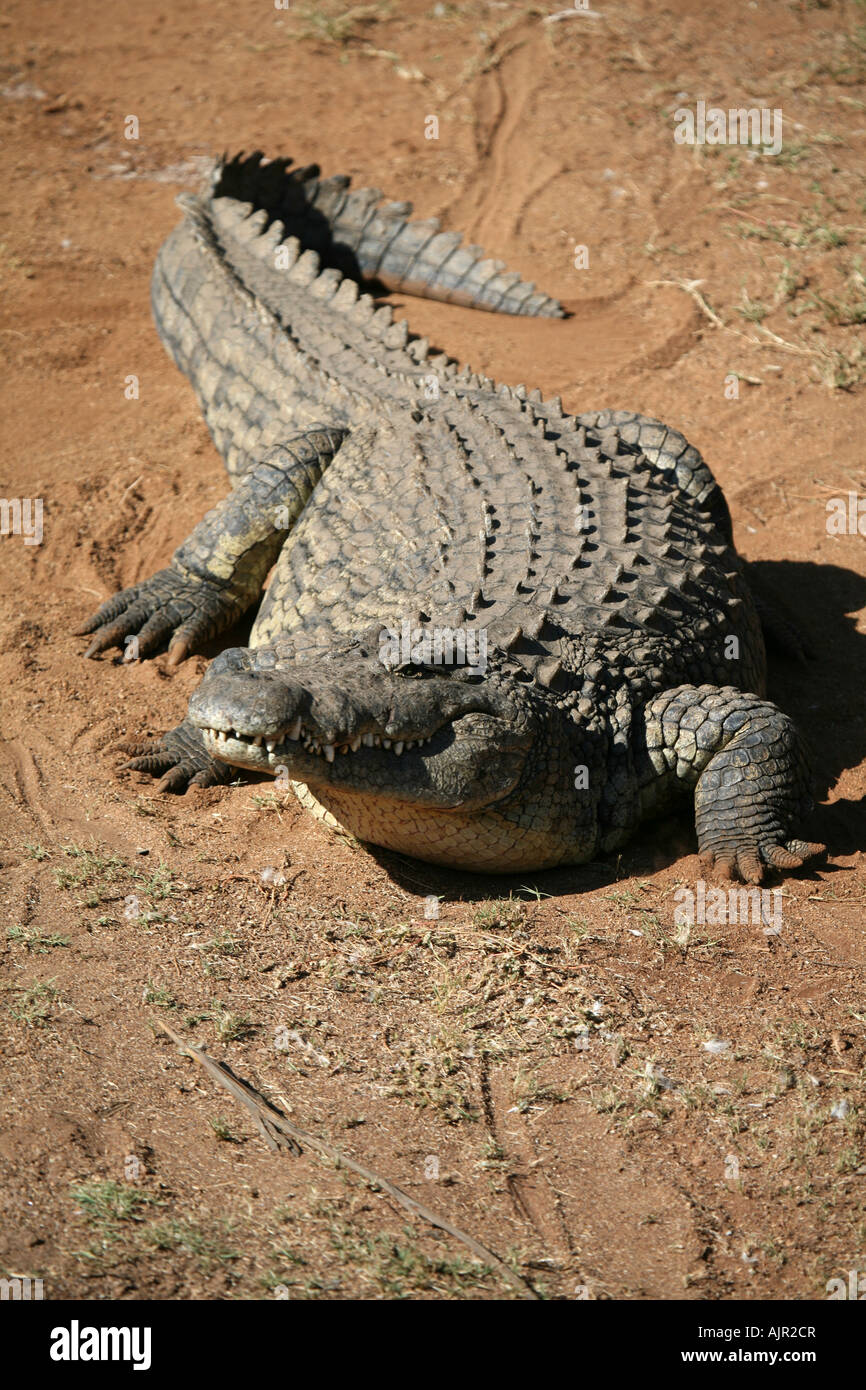 Crocodile basking in the sun Stock Photo - Alamy