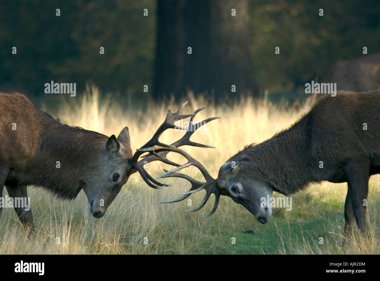 Stag rut fight hi-res stock photography and images - Alamy