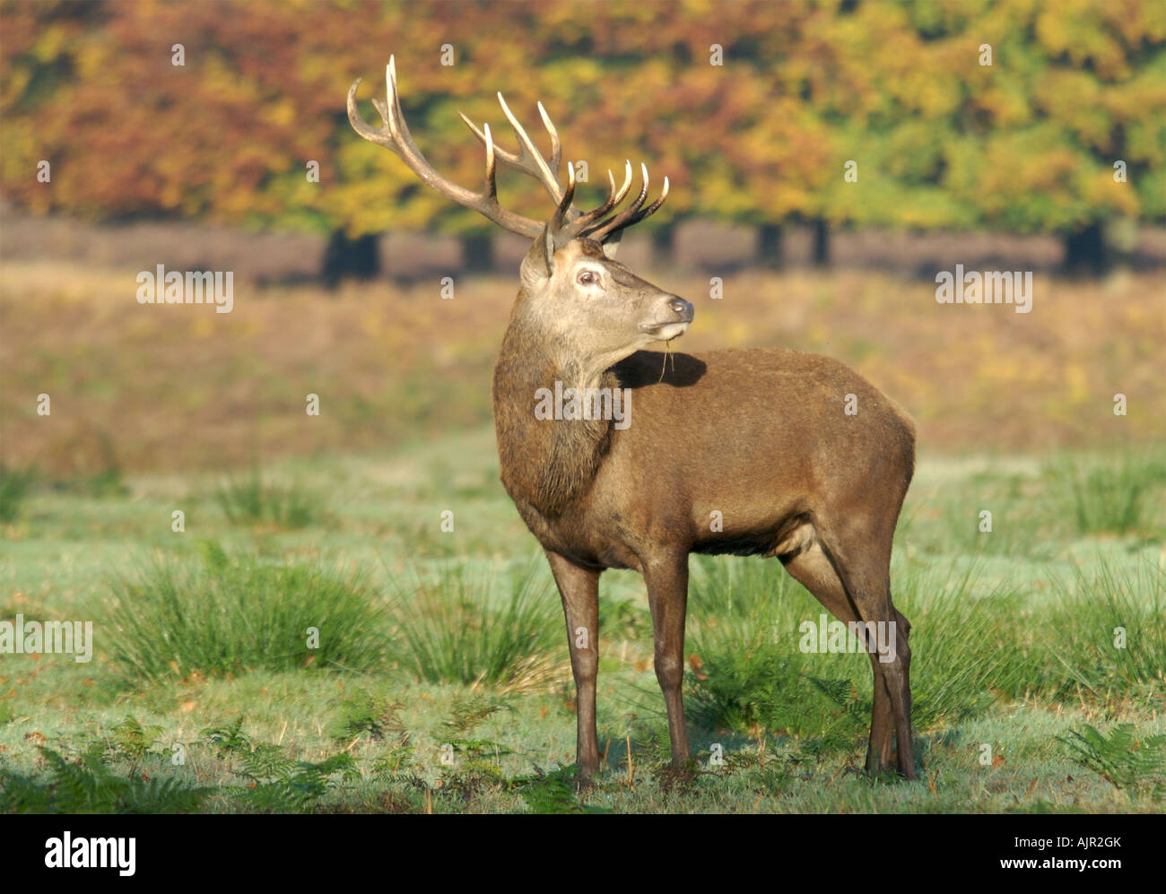 Stag defending his territory Stock Photo - Alamy
