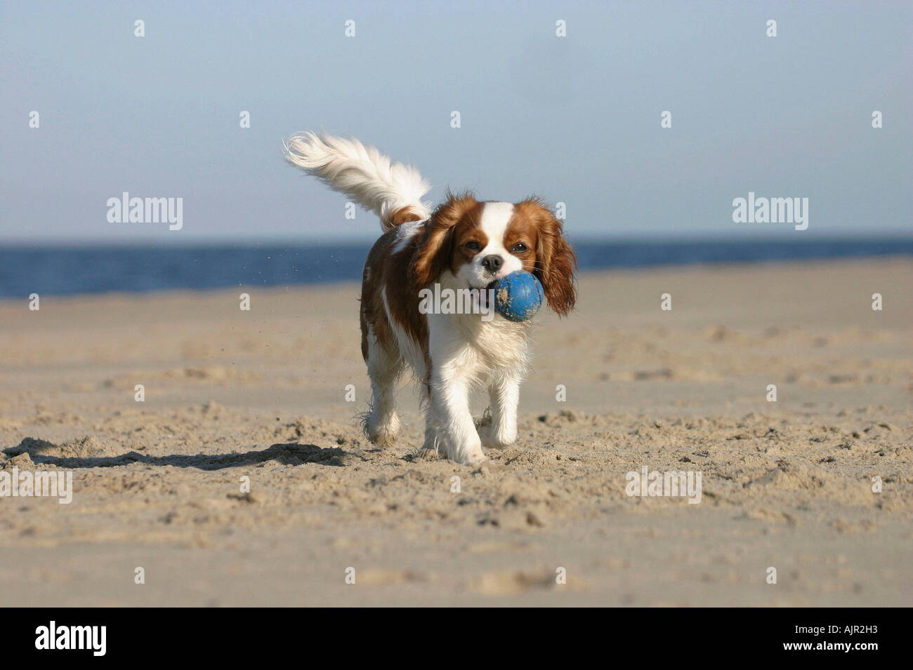 Cavalier King Charles Spaniel Blenheim Stock Photo - Alamy