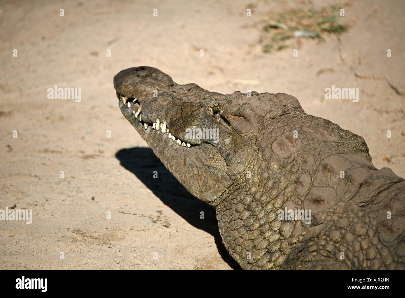 Crocodile close up Stock Photo - Alamy