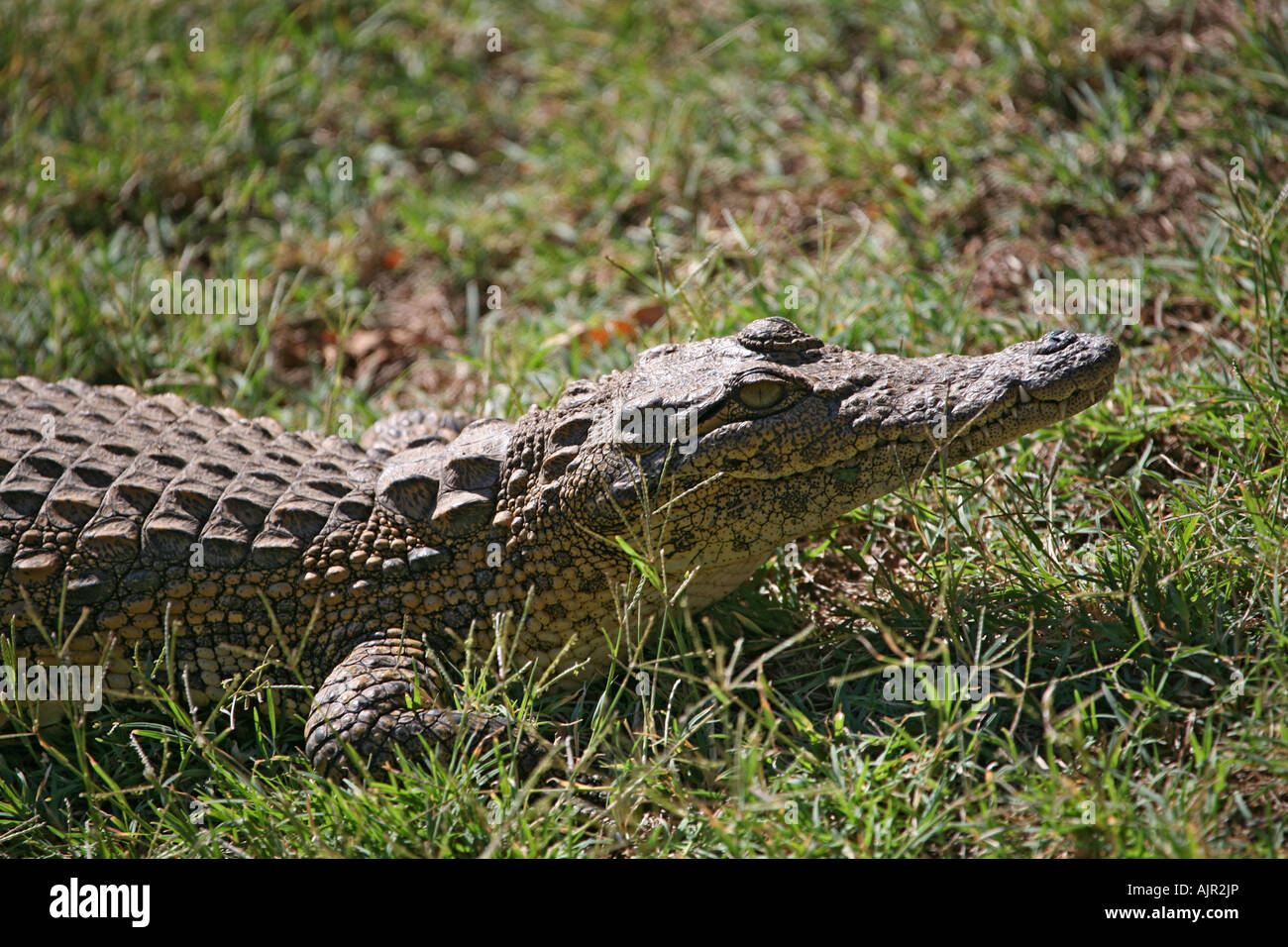Crocodile laying in sun hi-res stock photography and images - Alamy