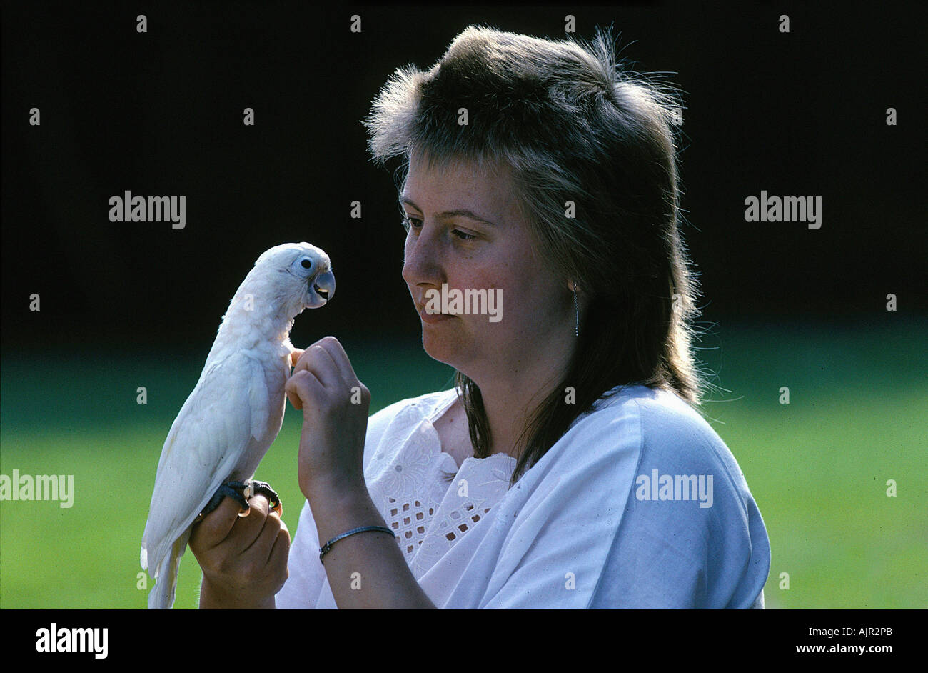 Young cockatoo parrot hi-res stock photography and images - Alamy