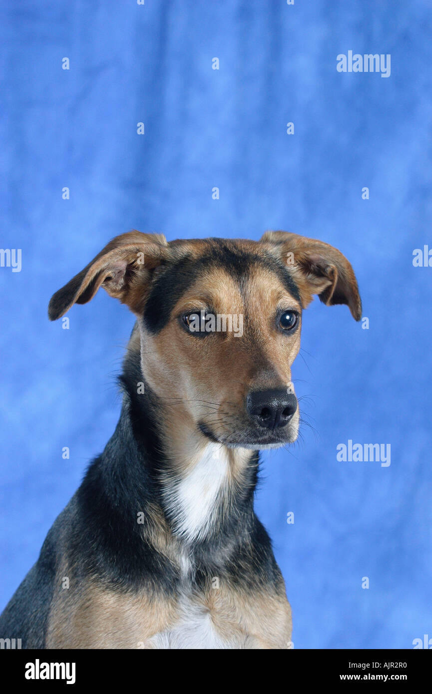Mixed Breed Dog Stock Photo - Alamy