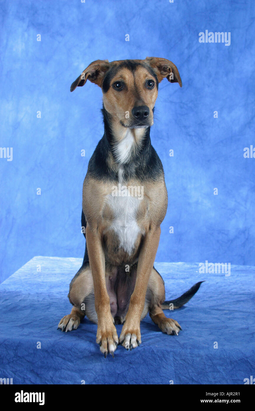 The breed Cut Out Stock Images & Pictures - Alamy