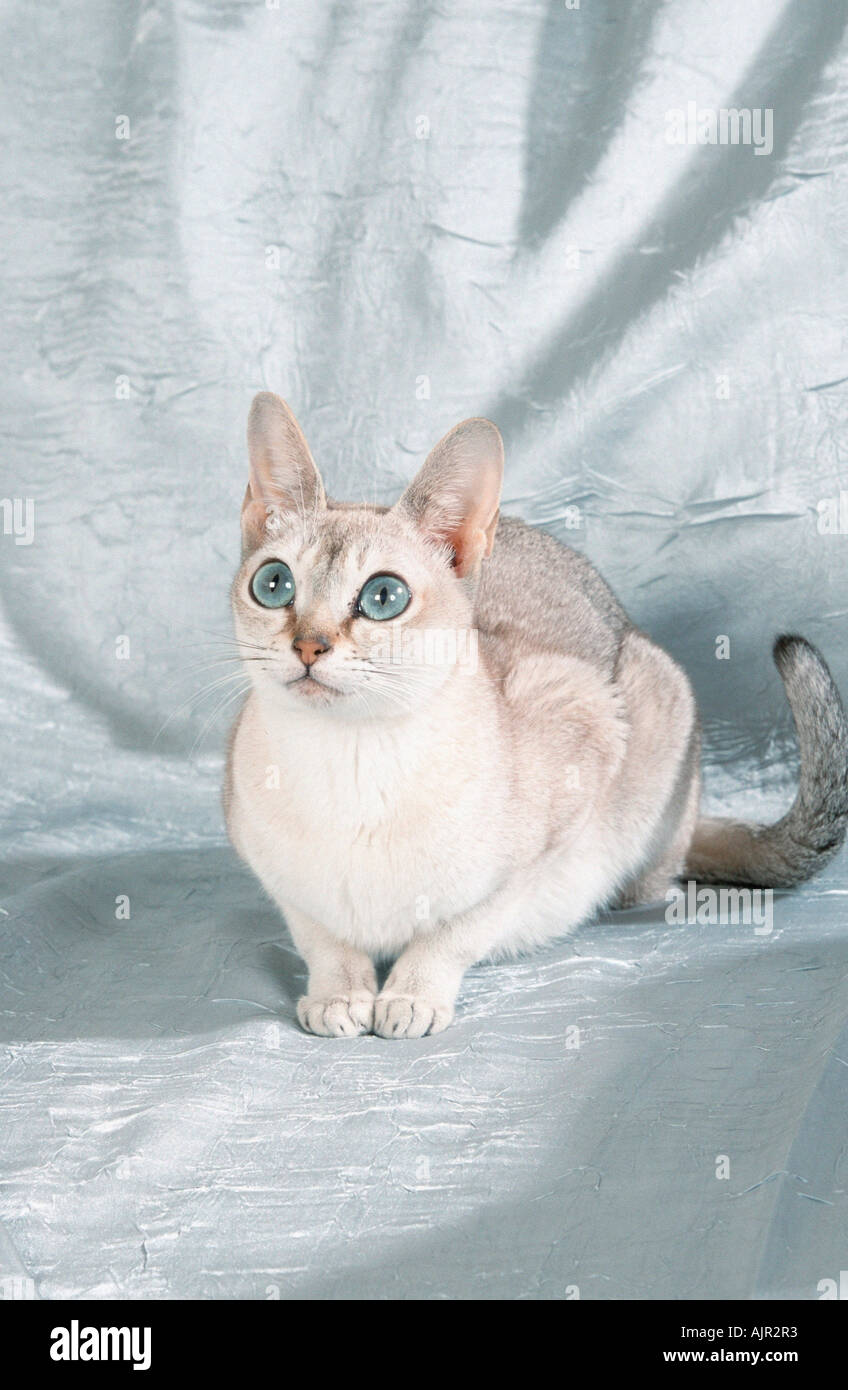 Singapura cat hi-res stock photography and images - Alamy