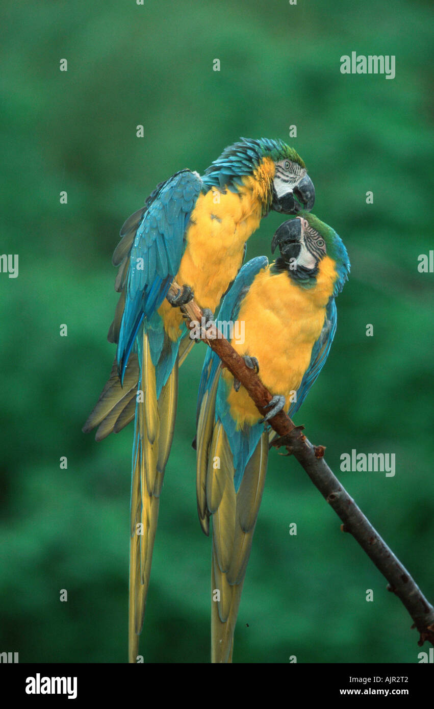 Blue and Yellow Macaws pair Ara ararauna Blue and Gold Macaw Stock Photo - Alamy