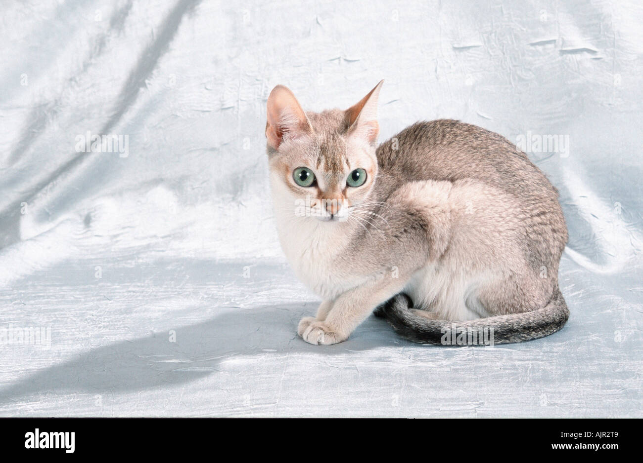 Singapura cat hi-res stock photography and images - Alamy
