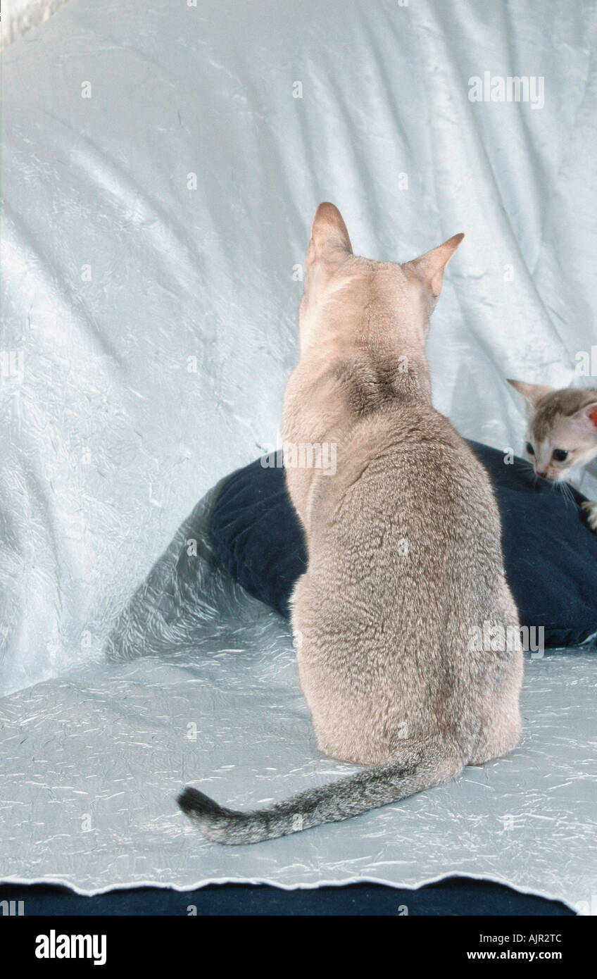 Singapura domestic cat hi-res stock photography and images - Alamy