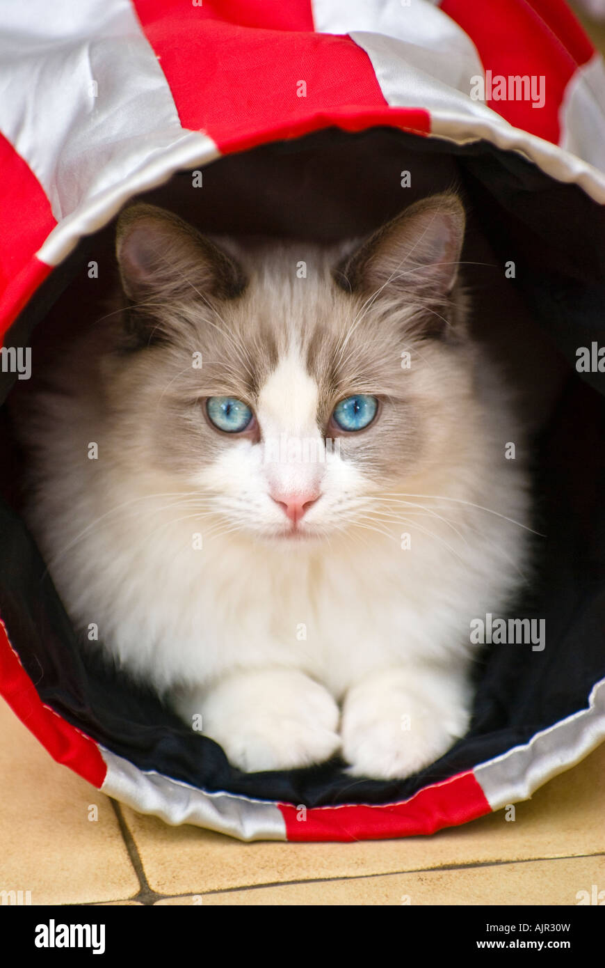 Blue bicolour Ragdoll kitten male age six months UK EU Stock Photo - Alamy