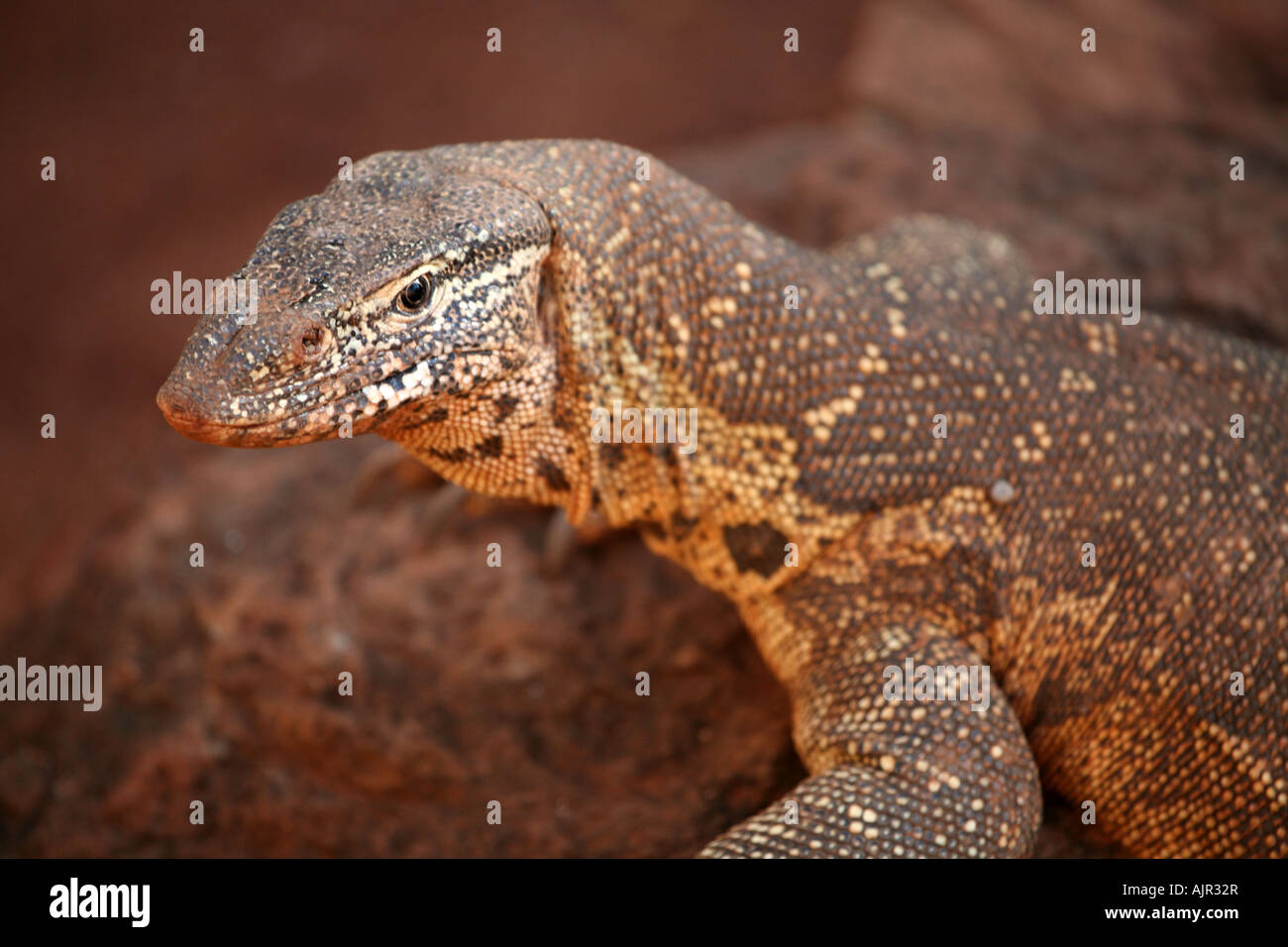 Nile monitor hi-res stock photography and images - Alamy