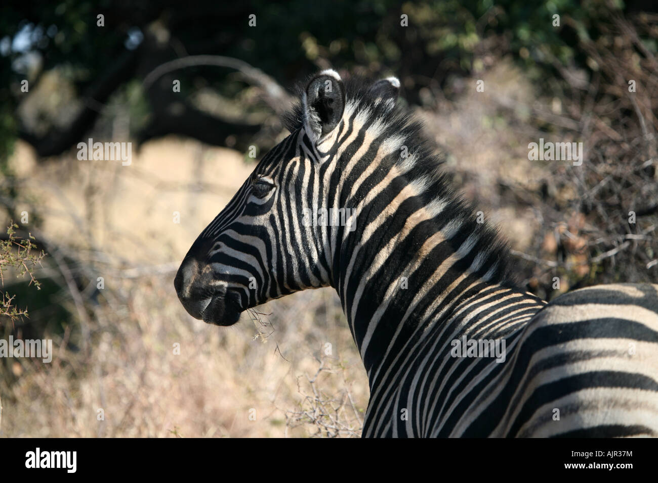Zebra close up hi-res stock photography and images - Alamy
