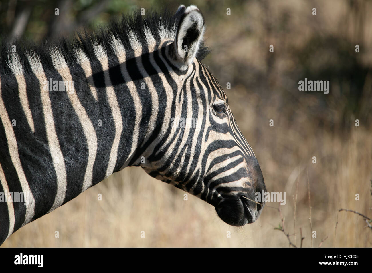 Plains Zebra Close up head shot side on Stock Photo - Alamy