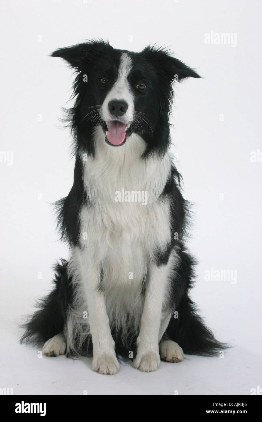Border collie front hi-res stock photography and images - Alamy