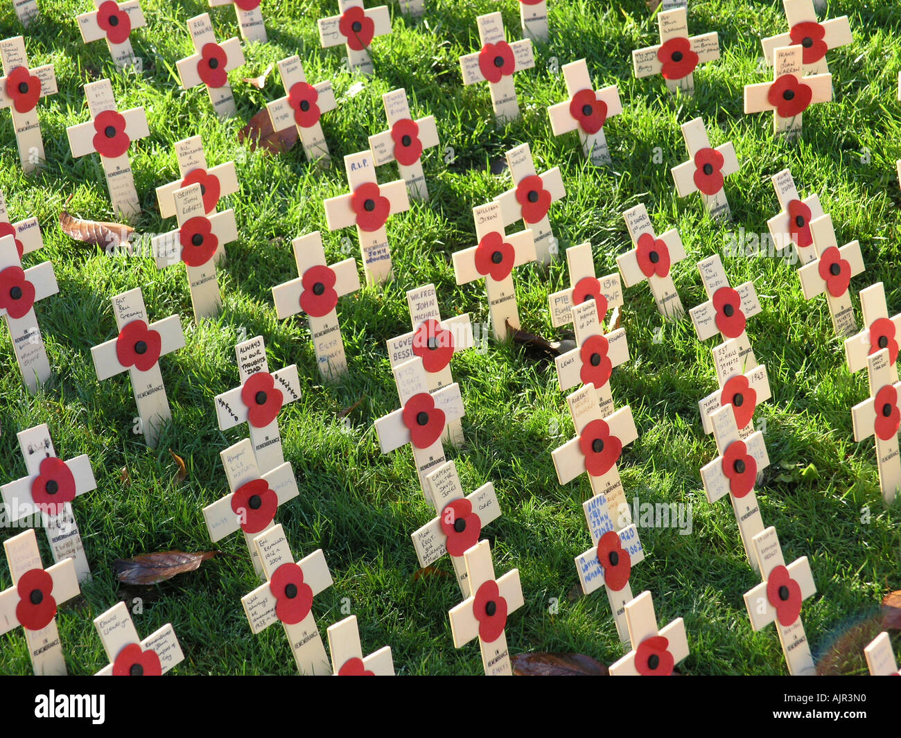 rememberance sunday fields of poppy crosses city of cardiff capital of ...