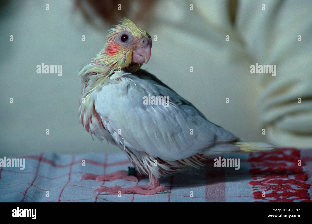Young cockatiel hi-res stock photography and images - Alamy