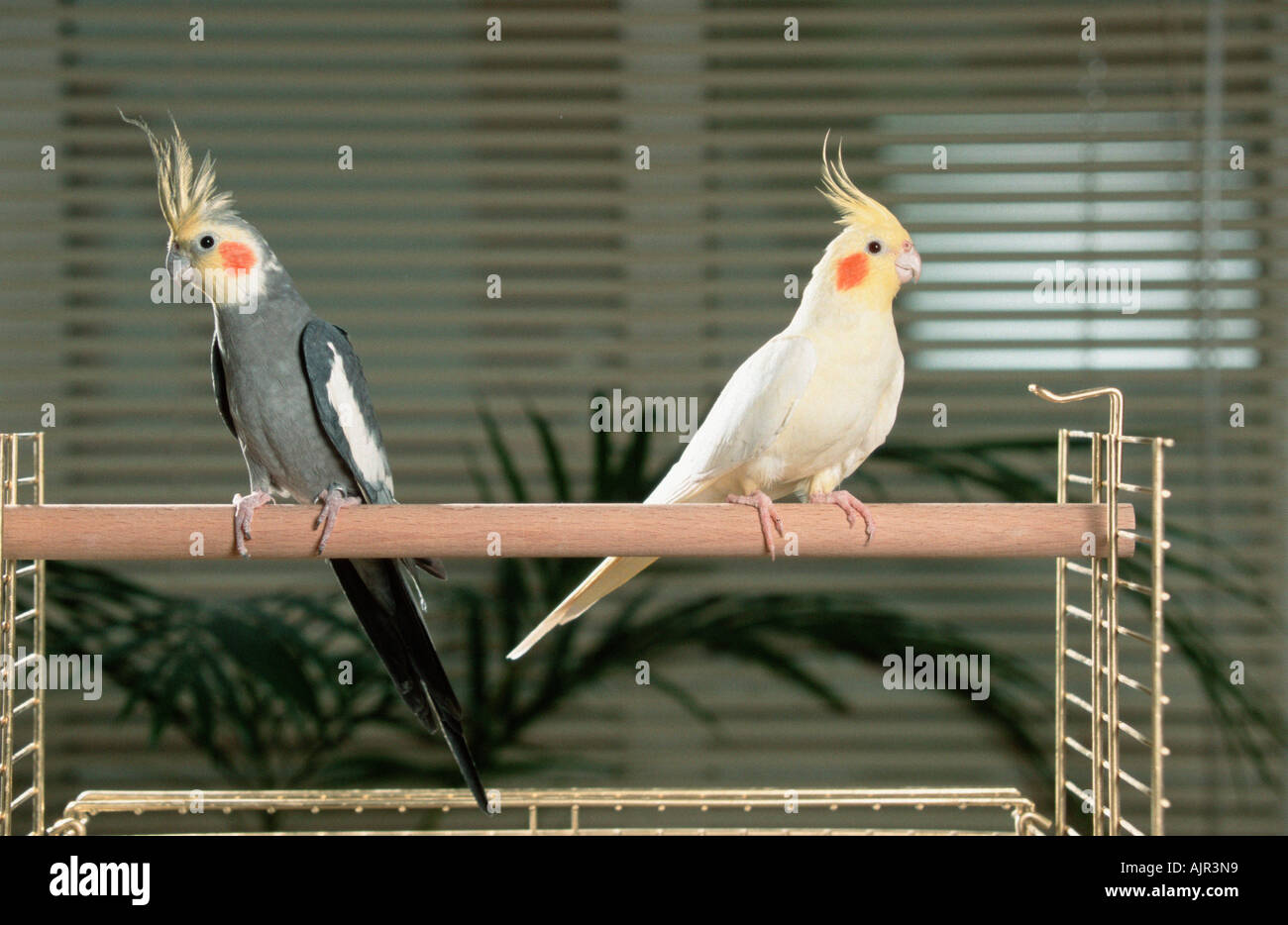 Pair of cockatiels hi-res stock photography and images - Alamy