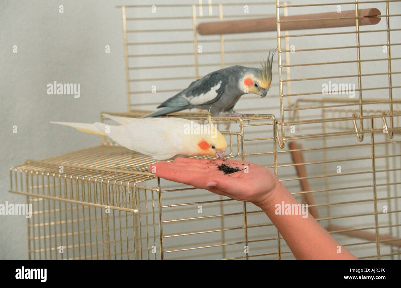 Two cockatiels hi-res stock photography and images - Alamy