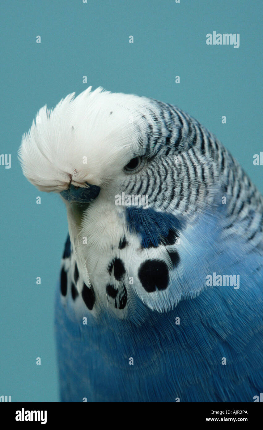 White budgie hi-res stock photography and images - Alamy