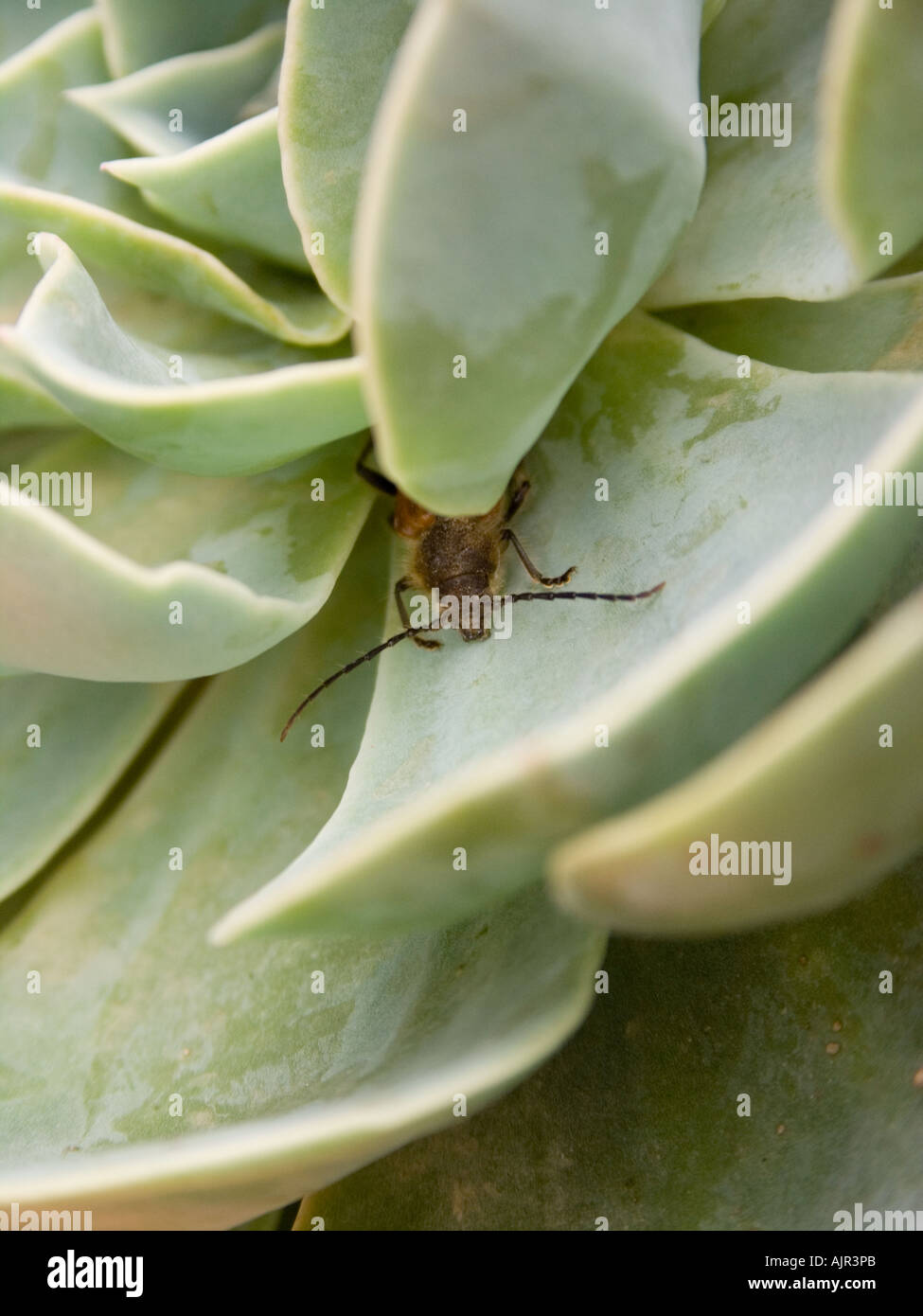 A bugs walking on a leaf Outdoor Geometrical central composition Stock ...