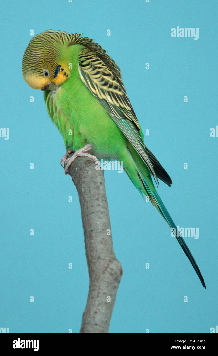 Budgerigars female melopsittacus undulatus budgie hi-res stock ...