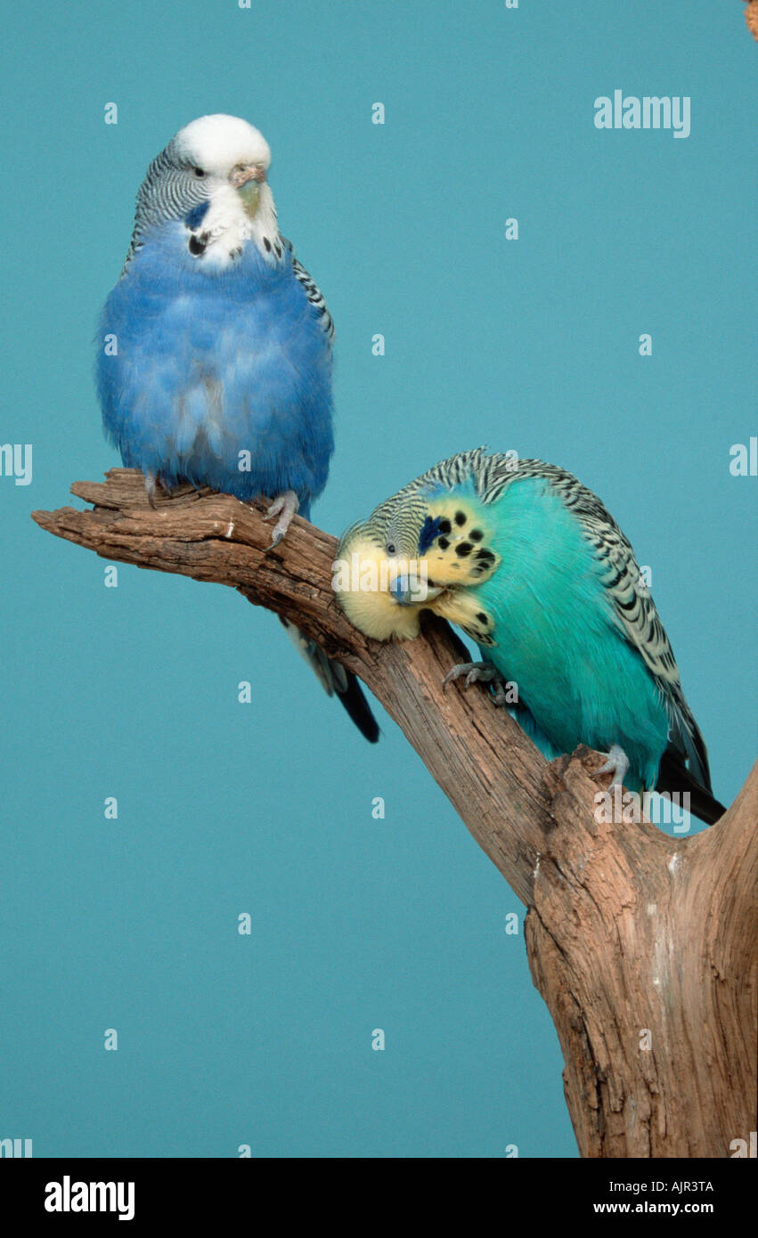 Budgerigars female melopsittacus undulatus budgie hi-res stock ...